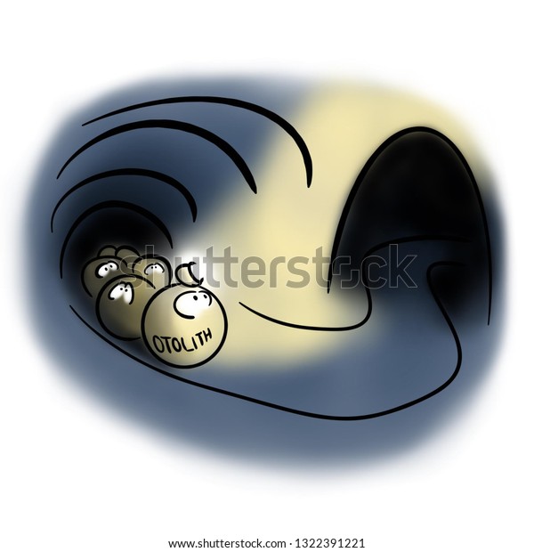 Otoliths Labyrinth Stock Illustration 1322391221 | Shutterstock