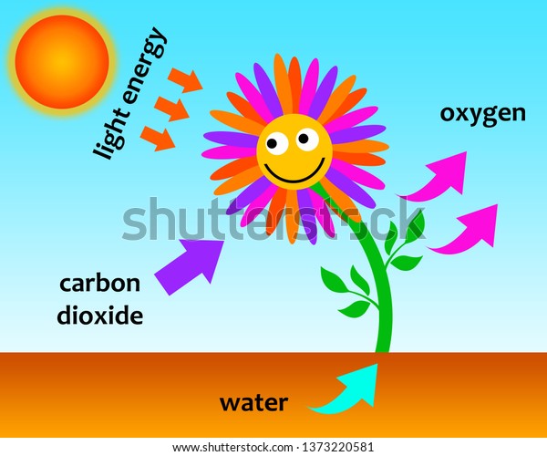 Overview Key Elements Photosynthesis Process Stock Illustration ...