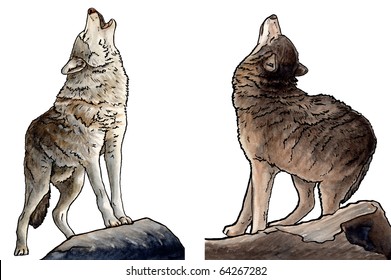 370 Wolf mating Images, Stock Photos & Vectors | Shutterstock