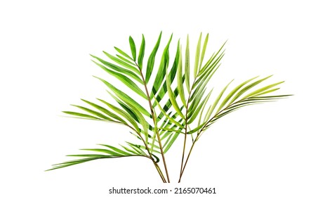 6,133 Palm header Images, Stock Photos & Vectors | Shutterstock