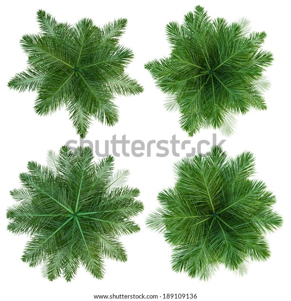 Palm Top View 库存插图 189109136