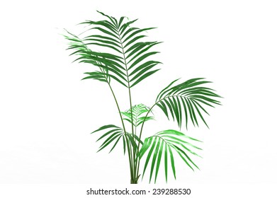 Palm Tree Stock Illustration 239288530 | Shutterstock
