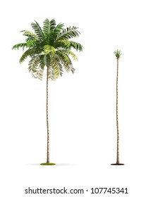 Palm Tree High Resolution Image Isolated Stock Illustration 107745341 ...