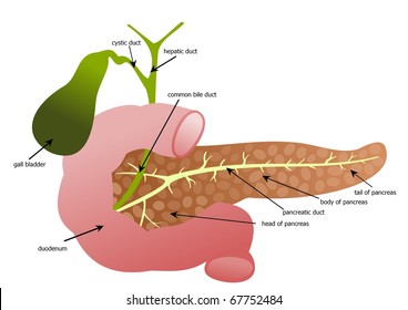 3,773 Gall Bladder And Pancreas Images, Stock Photos & Vectors ...