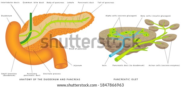 Sistema de movilización pancreática. Estructura y función del sistema ...