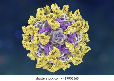 39 imágenes de Echovirus - Imágenes, fotos y vectores de stock ...