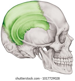 Parietal Bone Cranium Bones Head Skull: ilustración de stock 1017729028 ...