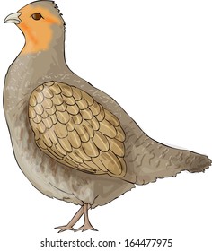 1,623 Partridge Illustration Images, Stock Photos & Vectors | Shutterstock