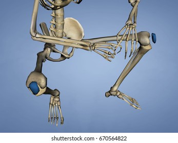 Patella 3d Model Stock Illustration 670564822 | Shutterstock