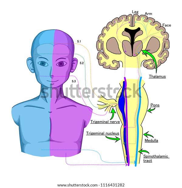 Pathway Pattern Numbness Brain Ans Brain Stock Illustration 1116431282