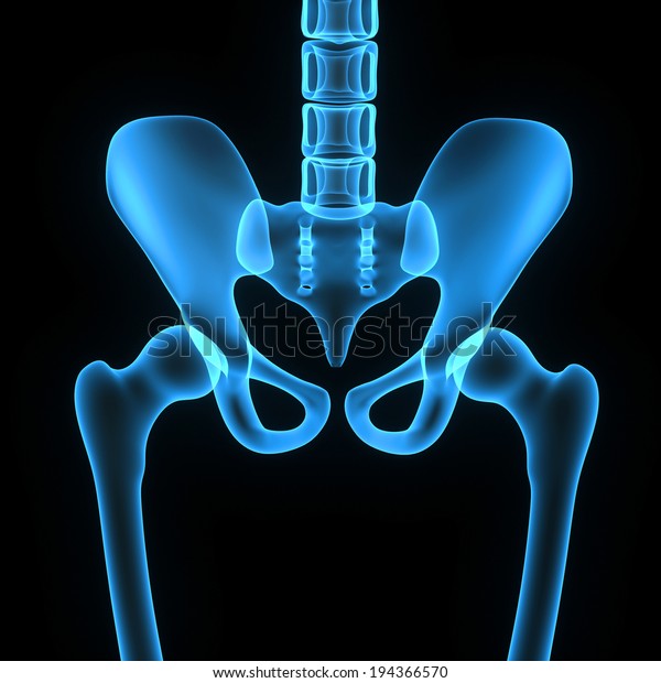 Pelvic Hip Bone Stock Illustration 194366570 | Shutterstock