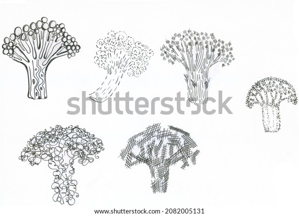 Pencil Drawing Cabbage Stock Illustration 2082005131 | Shutterstock