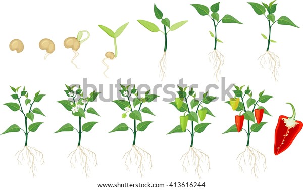 Pepper Growing Stage Stock Illustration 413616244