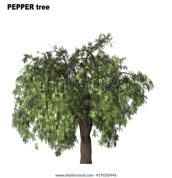 Pepper Tree Isolated On White Background Stock Illustration 419030446