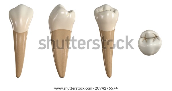 Permanent Lower First Premolar Tooth 3d Stock Illustration 2094276574 ...