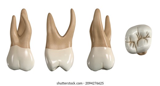136 Lingual Root Images, Stock Photos & Vectors | Shutterstock