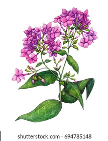 Phlox Stock Illustration 694785148 | Shutterstock