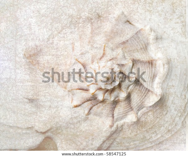 Photo Illustration Seashell Pattern Texture Overlay Stock Illustration ...