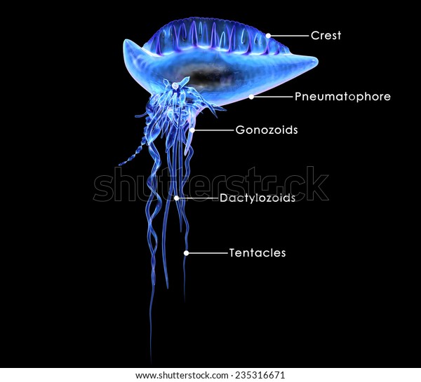 Physalia Stock Illustration 235316671 | Shutterstock
