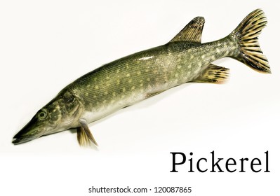 Pickerel Stock Illustration 120087865 | Shutterstock