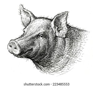 Pig Stock Illustration 223485553 | Shutterstock