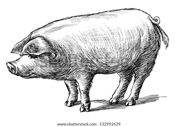 Pig Stock Illustration 132992639 | Shutterstock
