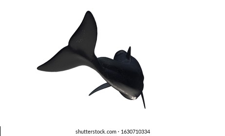 19 Pothead whale Images, Stock Photos & Vectors | Shutterstock
