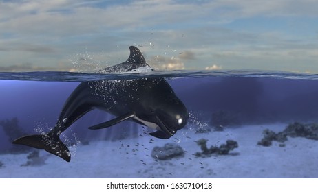 19 Pothead whale Images, Stock Photos & Vectors | Shutterstock