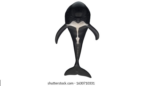 43 Whale Isolated Front View Images, Stock Photos & Vectors | Shutterstock