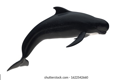 19 Pothead whale Images, Stock Photos & Vectors | Shutterstock