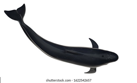 182 Whale top view Stock Illustrations, Images & Vectors | Shutterstock