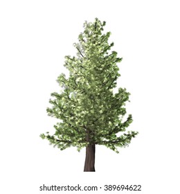 Single Pine Tree Isolated White Background 스톡 일러스트 174160775 | Shutterstock