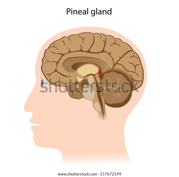 Pineal Gland Stock Illustration 157672199