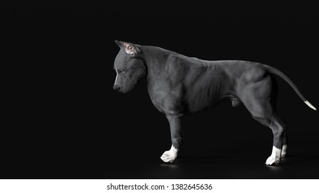 Pitbull Full Muscles Looking Down While Stock Illustration 1382645750