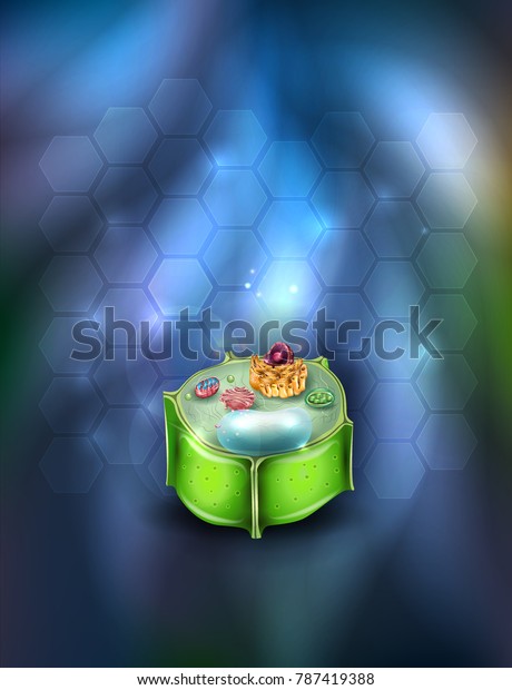 Plant Cell Cross Section Drawing Detailed: ภาพประกอบสต็อก 787419388 ...