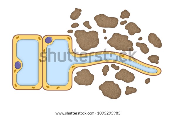 Plant Root Cell Stock Illustration 1095295985 | Shutterstock