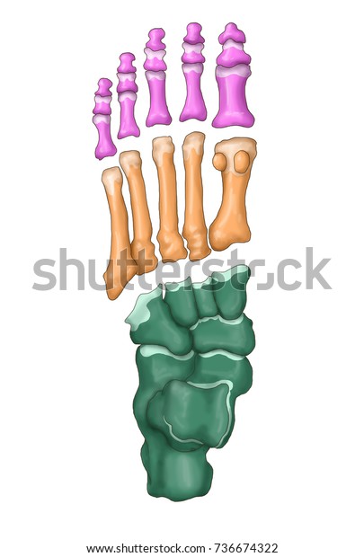 Plantar View Foot Bones Stock Illustration 736674322 | Shutterstock