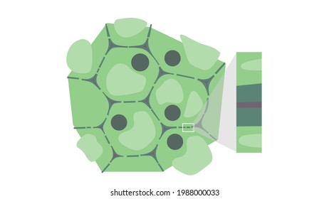 137 Plasmodesmata Images, Stock Photos & Vectors | Shutterstock