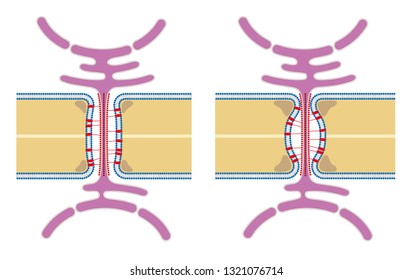 137 Plasmodesmata Images, Stock Photos & Vectors | Shutterstock