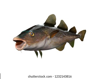 45 Murray cod Images, Stock Photos & Vectors | Shutterstock