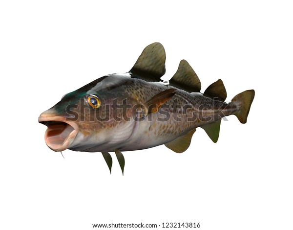 Pollock Murray Cod Fish 3d Render Stock Illustration 1232143816 ...