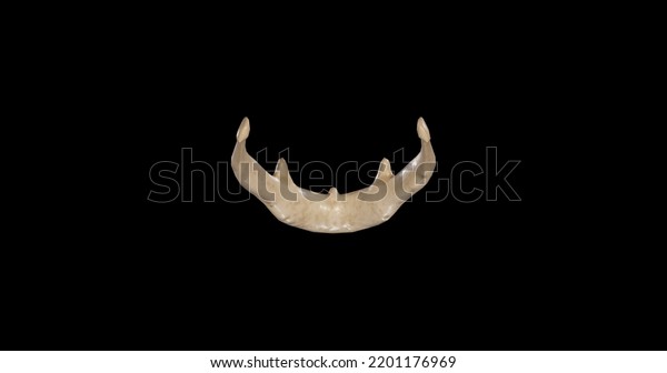 Posterior View Hyoid Bone3d Rendering Stock Illustration 2201176969 ...