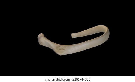 1,081 Skeletal System Posterior View Images, Stock Photos & Vectors ...