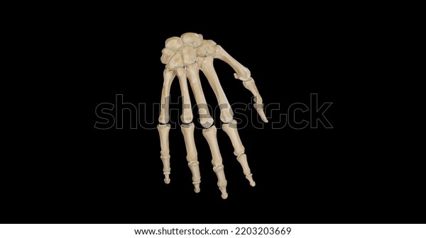 Posterior View Right Hand Bones3d Rendering Stock Illustration ...