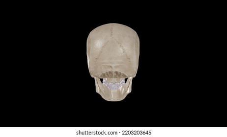 Posterior View Skull3d Rendering Stock Illustration 2203203645 ...
