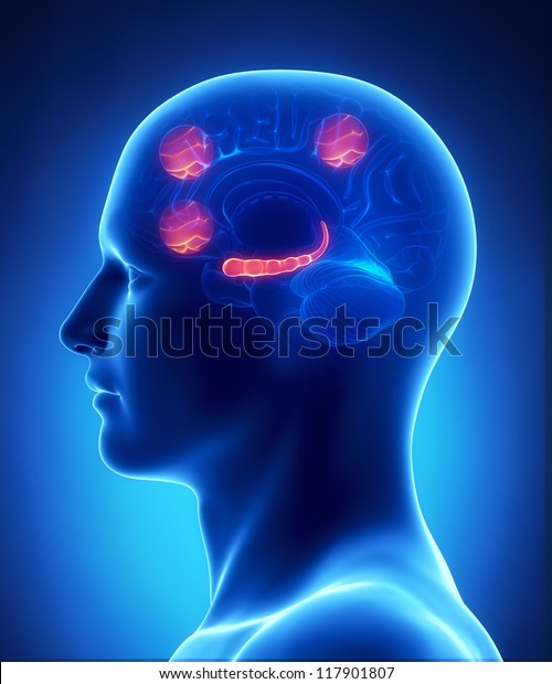 Prefrontal Cortex Portion Cortex Occipital Intraparietal Stock ... Prefrontal Cortex Portion Cortex Occipital Intraparietal Stock ...