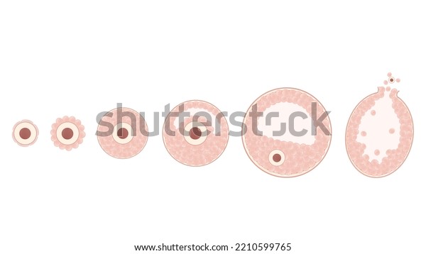 Process Follicle Development Ovulation Stock Illustration 2210599765 ...