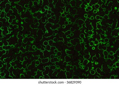 1,042 Cell proliferation Images, Stock Photos & Vectors | Shutterstock