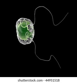 Protist Photos, Images & Pictures | Shutterstock
