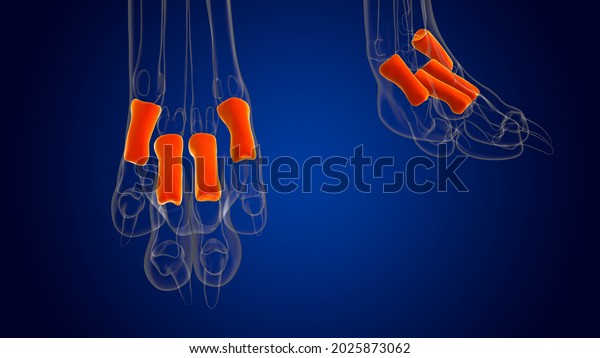 Proximal Phalanx Bones Dog Skeleton Anatomy Stock Illustration 2025873062 Proximal Phalanx Bones Dog Skeleton Anatomy Stock Illustration 2025873062